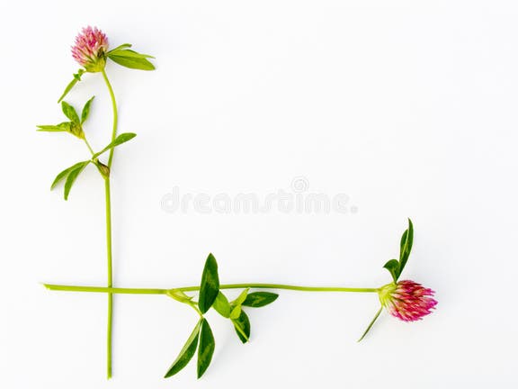 Flower framework stock image. Image of flowery, detail - 1102275