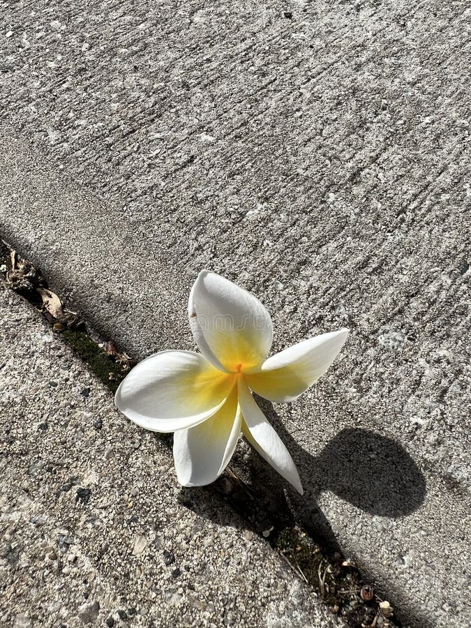 199 Falling Frangipani Flowers Stock Photos - Free & Royalty-Free Stock ...