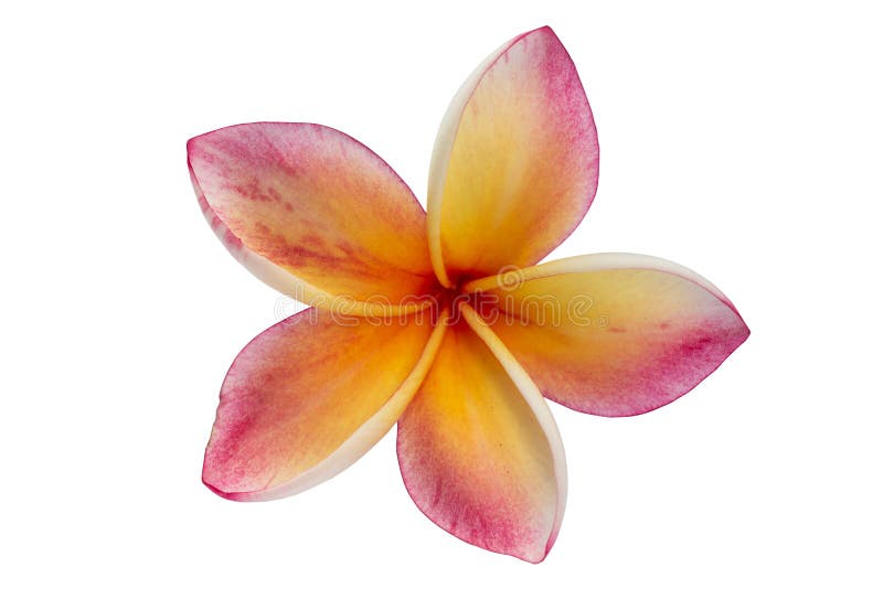 Flower Frangipani Isolated on White Background with Clipping Path Stock ...