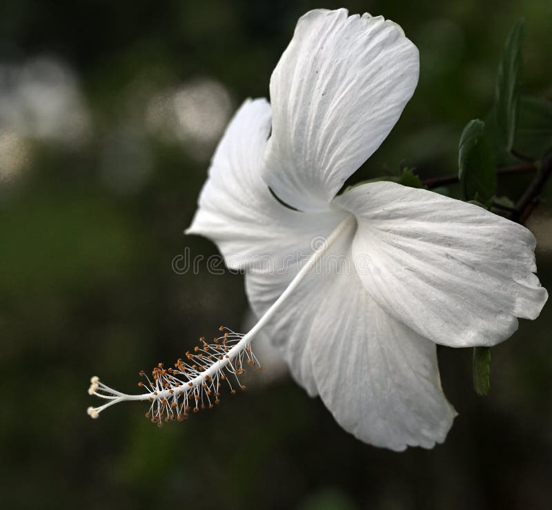 Flower in French Polynesia stock photo. Image of view - 197762082