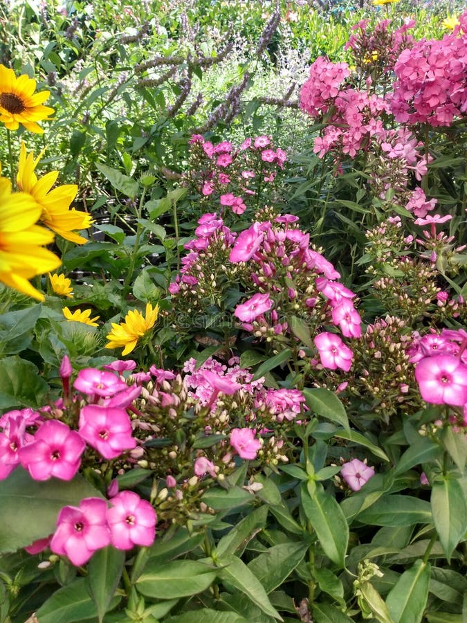 Flower frenzy foto de stock. Imagem de floral, flor - 159126874