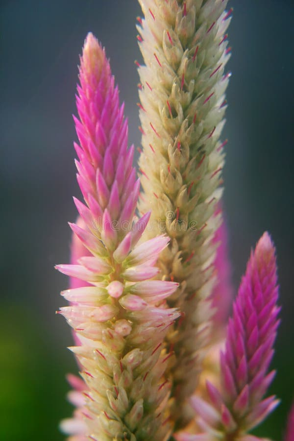 Flower1 stock image. Image of tropical, detail, background - 41917079