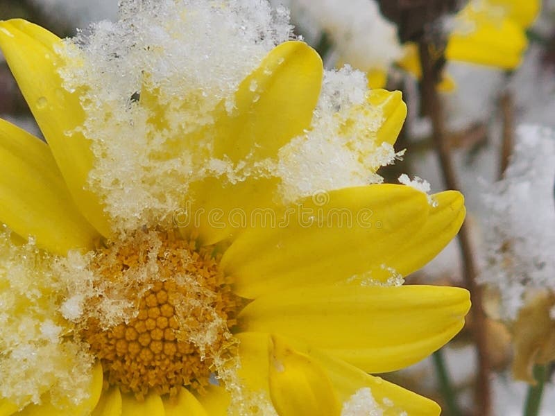 Flower with Fresh Fall Snow Stock Image - Image of fall, yellpw: 259816595