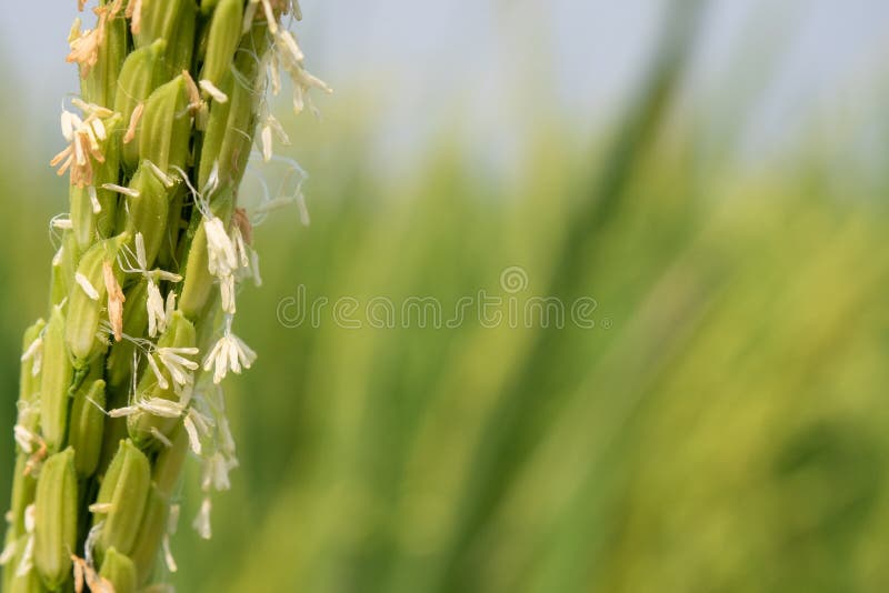 Fresh Green Jasmine Rice Fields. Stock Image - Image of culture ...