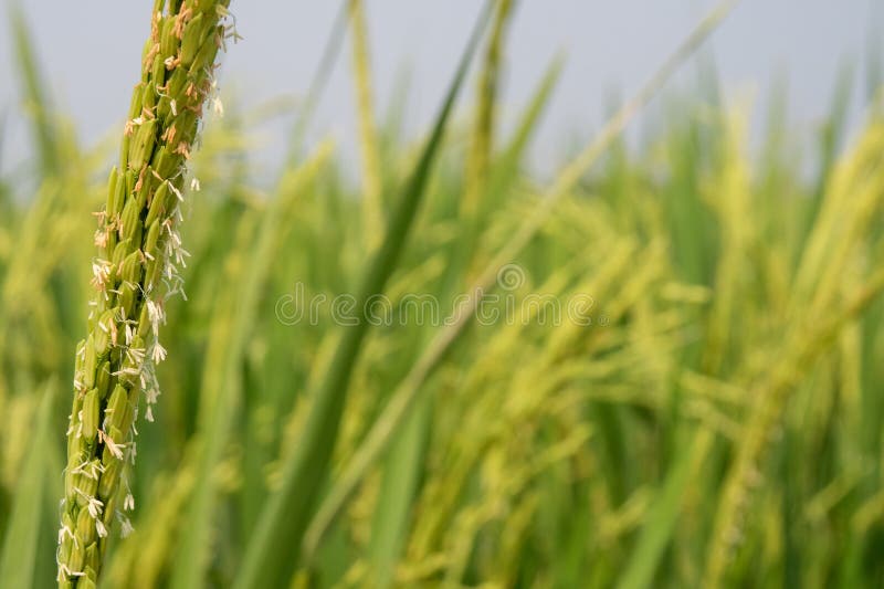 Fresh Green Jasmine Rice Fields. Stock Photo - Image of fresh, asia ...