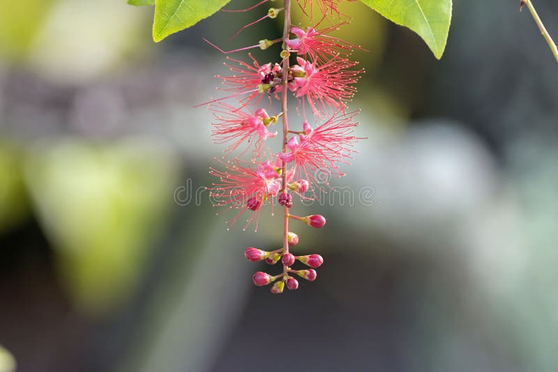 Flower of a Freshwater Mangrove, Barringtonia Acutangular Stock Photo ...