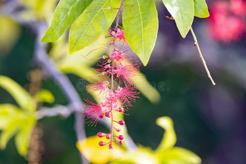 Flower of a Freshwater Mangrove, Barringtonia Acutangular Stock Image ...