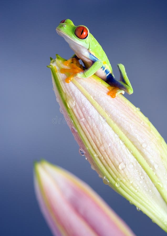 Flower frog stock image. Image of america, leaf, convergent - 1891039