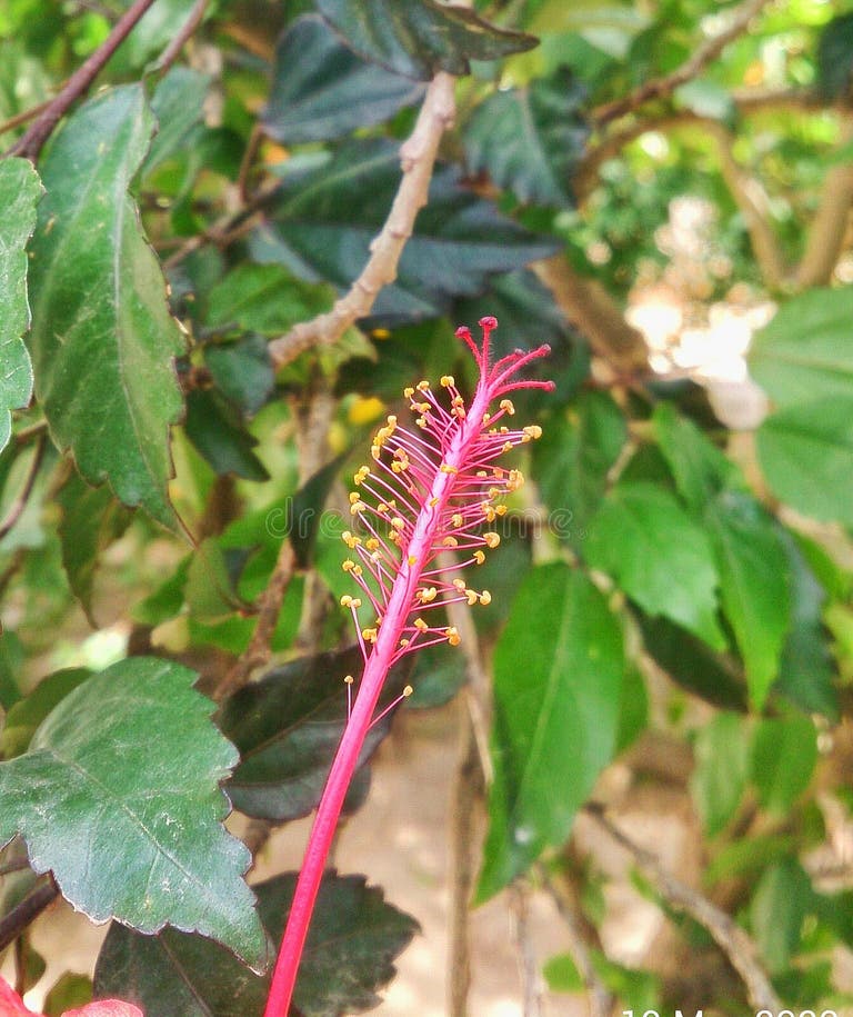 145 Anar Fruit Stock Photos - Free & Royalty-Free Stock Photos from ...