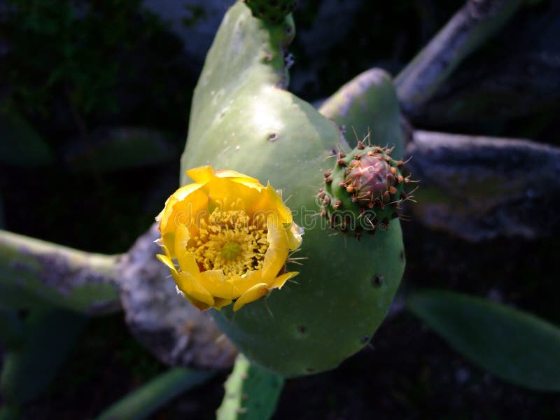 Flower and fruit stock photo. Image of cactus, fruits - 21600214