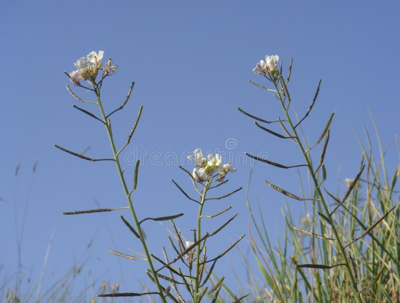 Diplotaxis Erucoides Plant Close Up Stock Photo - Image of fresh ...