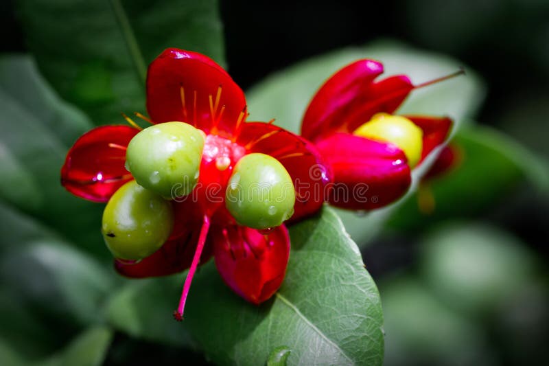 The Flower and Fruit of Mickey Mouse Tree Stock Photo - Image of ...