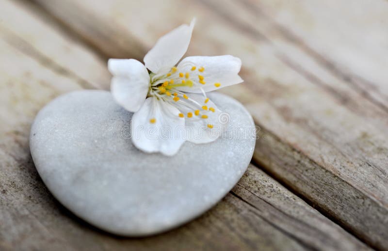 Flower of Fruit Tree on a Heart-shaped Pebble Stock Photo - Image of ...