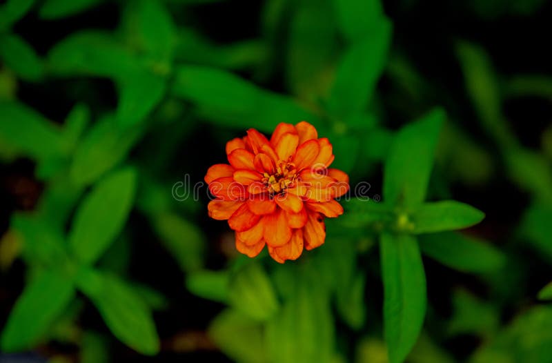 Flower in full bloom stock photo. Image of amazing, nature - 194821150