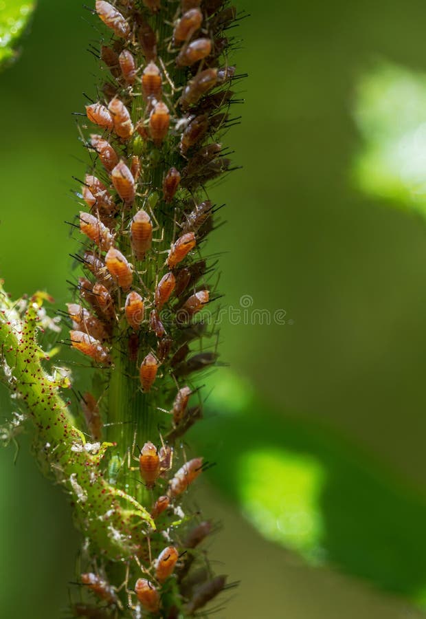 Flower full of lice stock photo. Image of louse, lousy - 281938202