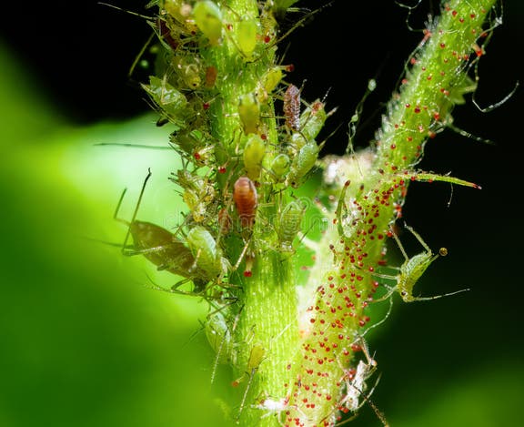 Flower full of lice stock image. Image of macro, closeup - 401246667