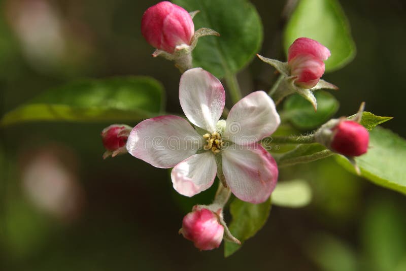 A Flower Fully Bloomed on a Apple Tree during the Spring Stock Image ...