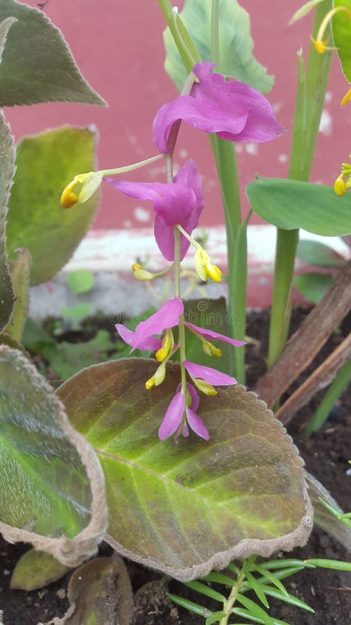 Flower stock photo. Image of funny, flower, interesting - 102423954