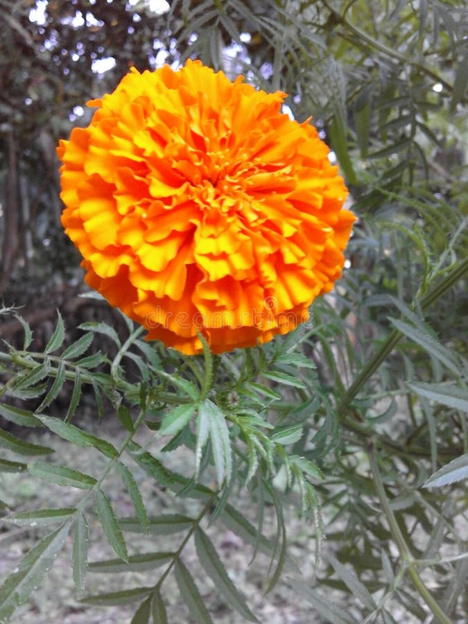 Gada Stock Images - Download 68 Royalty Free Photos