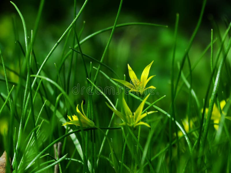 Flower, Gagea pratensis. stock photo. Image of spring - 70468526