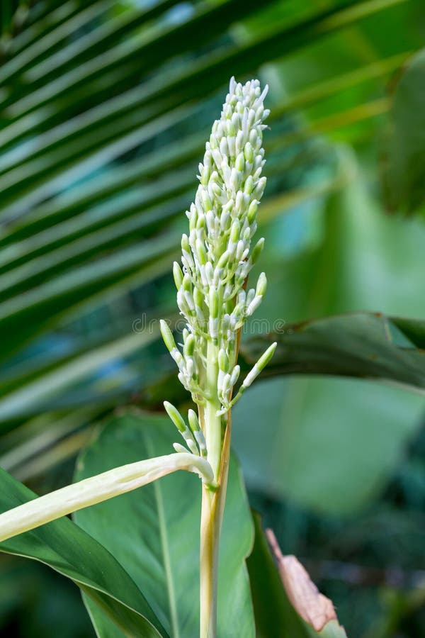 Flower of Galangal oil stock image. Image of natural - 26600687