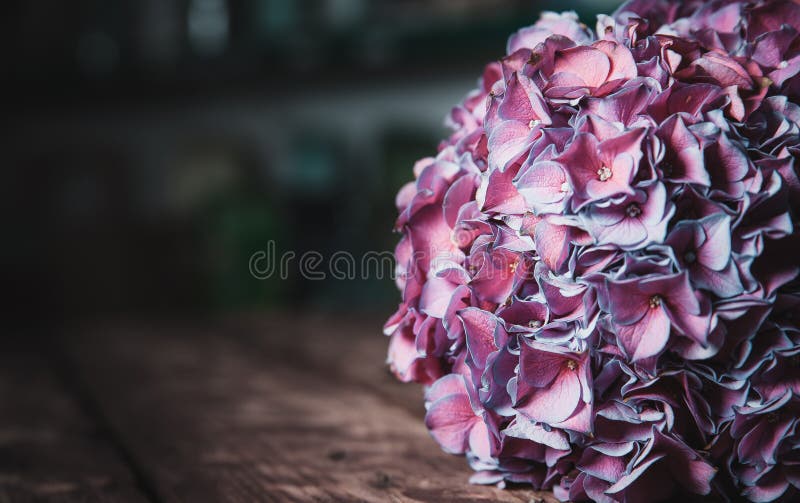 Flower stock image. Image of blossom, beauty, flower - 96493809