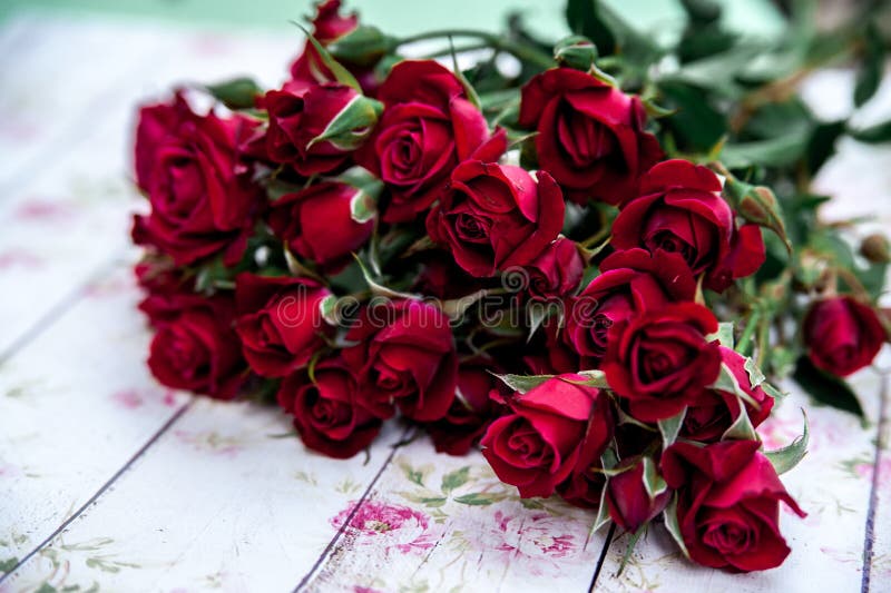 Flower stock image. Image of true, petal, petals, plants - 96494005