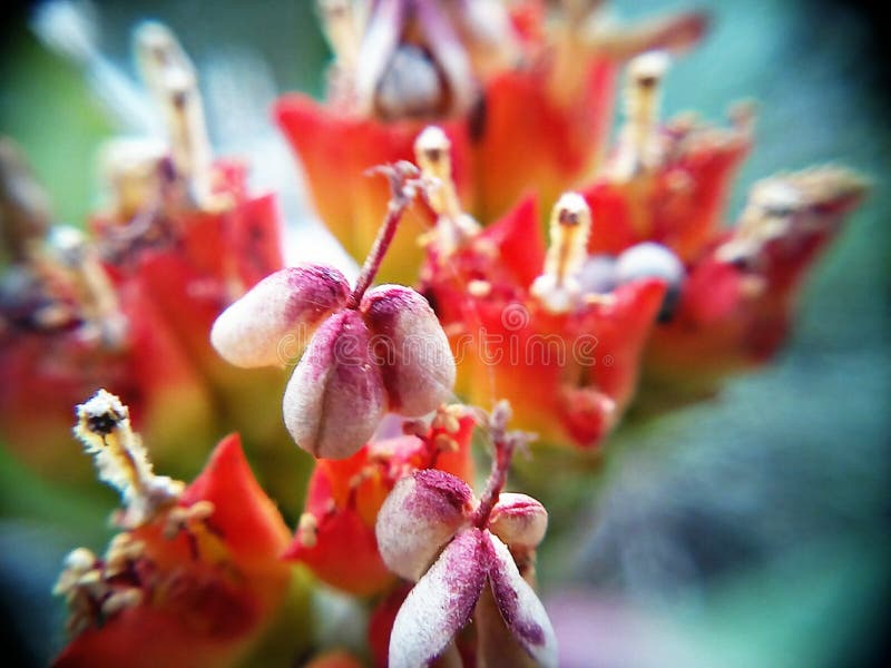 Flower stock image. Image of flower, share, thim, wallpaper - 157631541