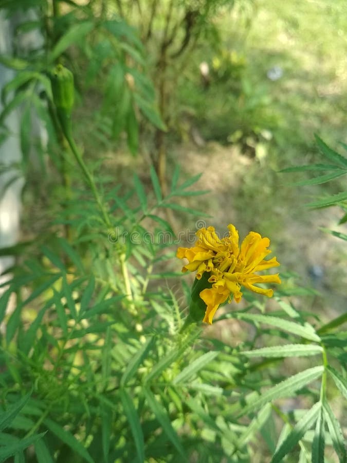 Flower stock image. Image of gree, flower, colour, ganda - 102383837