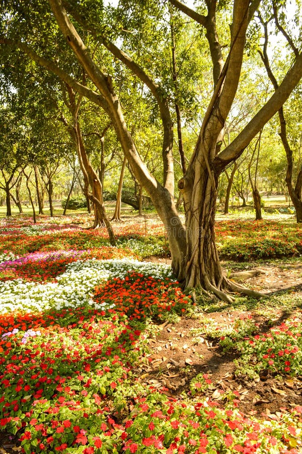 Flower Gar in Country Thailand Stock Image - Image of limb, bloom ...