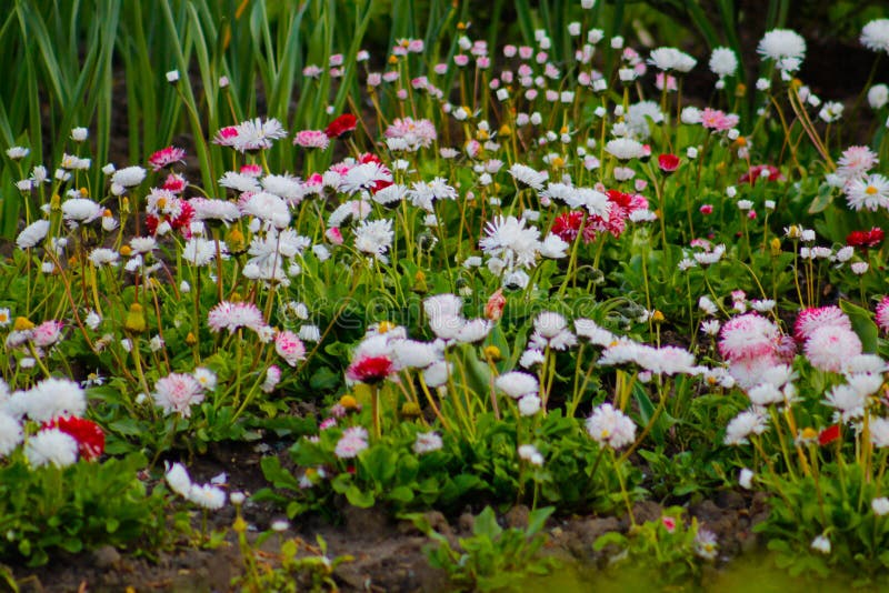 Flower Garden April Feeling Stock Photo - Image of white, selective ...