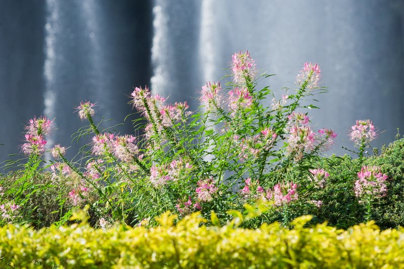 Cascading Rosemary bush stock image. Image of garden - 34903201