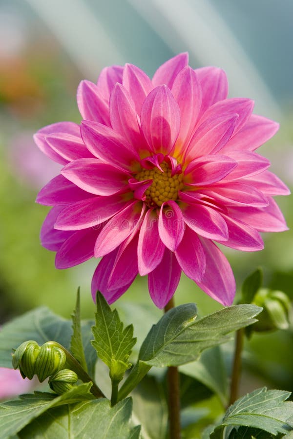 Fresh flowers stock photo. Image of plant, botanical, horticulture - 781218