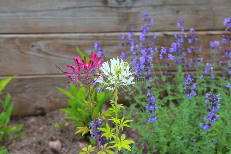 Flower garden stock image. Image of ideas, color, blossom - 65361237