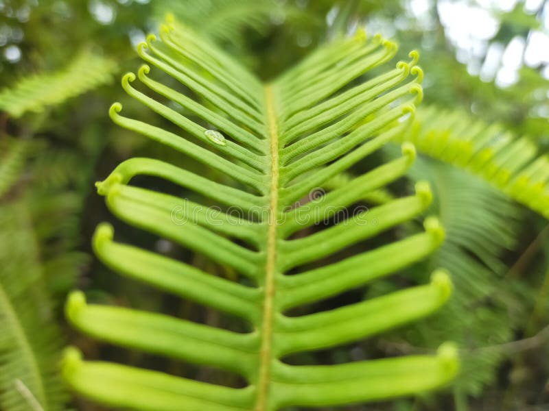 Background Green stock image. Image of fern, leaf, flower - 209412727