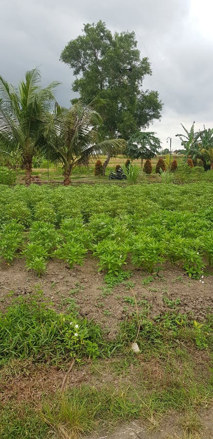 Flower garden bali stock image. Image of spruce, grass - 263304715