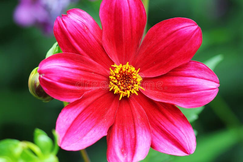 A Flower Garden Beautiful Red Stock Image - Image of leaf, environment ...