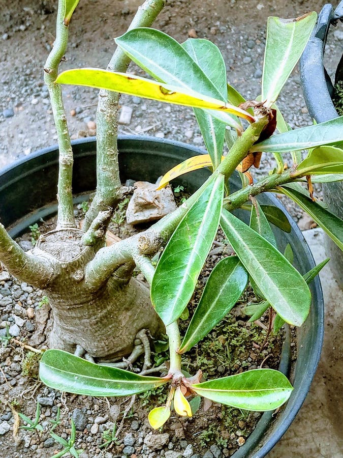 Flower Garden Beautiful Viral for West Java Stock Photo - Image of java ...