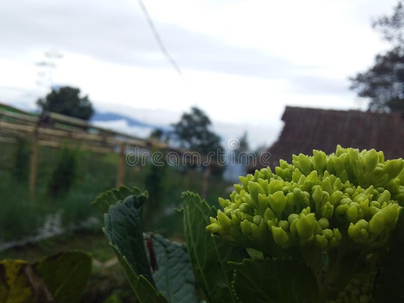 Wild Hydrangea or Hill S of Snow Flower in the Garden of Candi Gedung Songo Central Java ...