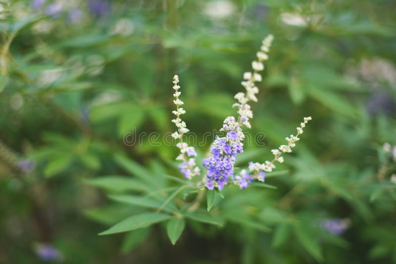 Flower Garden Chaste Tree Berry Tree 1 Stock Image - Image of health ...