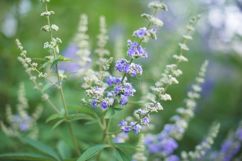 Flower Garden Chaste Tree Berry Tree 4 Stock Photo - Image of farming ...