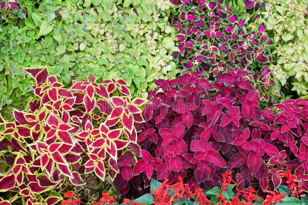 Flower Garden of Coleus in Summer Stock Photo - Image of colorful ...