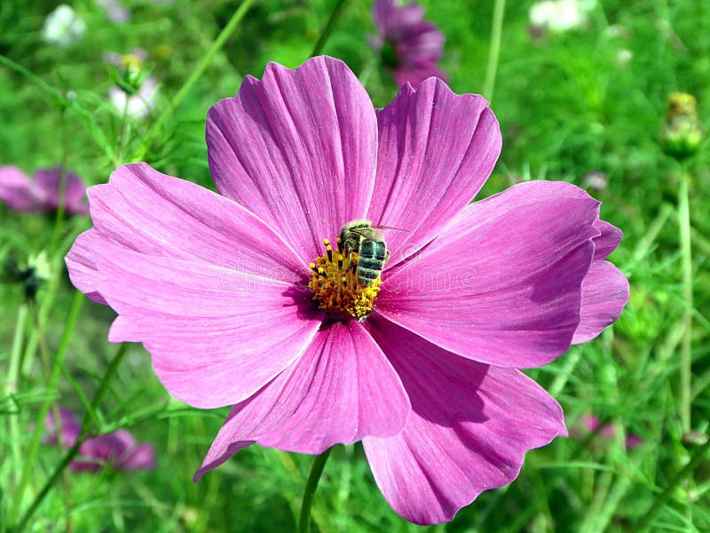 Flower, Flora, Insect, Nectar Picture. Image: 133773511