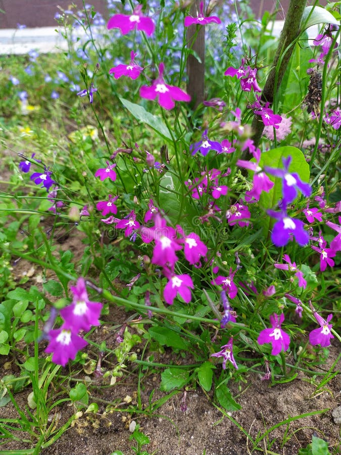 Flower Garden Garden Cottage Field Background Texture Stock Photo ...