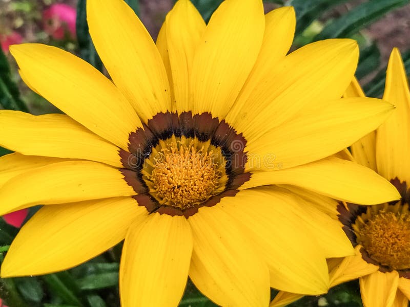 Flower Garden Garden Cottage Field Background Texture Stock Image ...