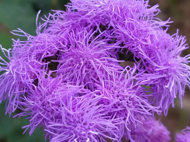 Flower Garden Garden Cottage Field Background Texture Stock Photo ...