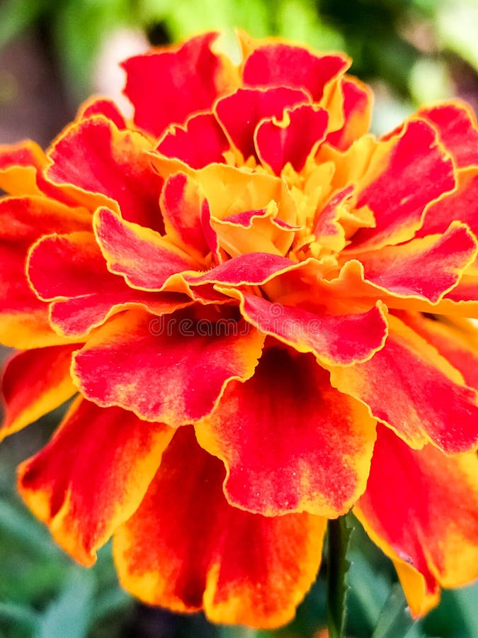 Flower Garden Garden Cottage Field Background Texture Stock Image ...