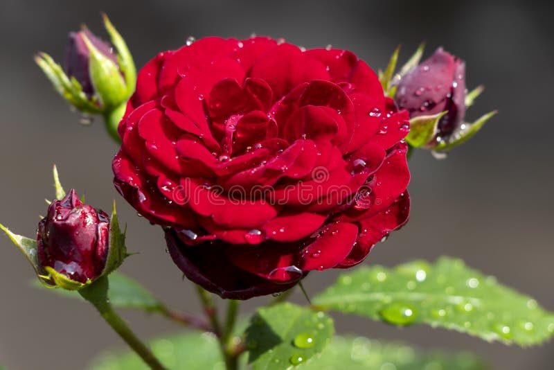 A Flower of a Garden Dark Red Rose with Raindrops, Close-up Stock Photo ...