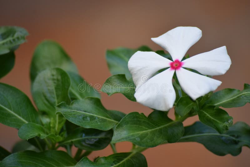 Flor stock photo. Image of garden, plant, flor, planta - 126353318