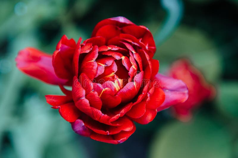 Fragile Red Roses that Bloom in the Spring in a Flower Bed Stock Image ...